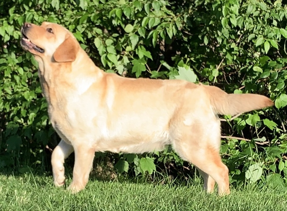 Girls | Skyfire Farms