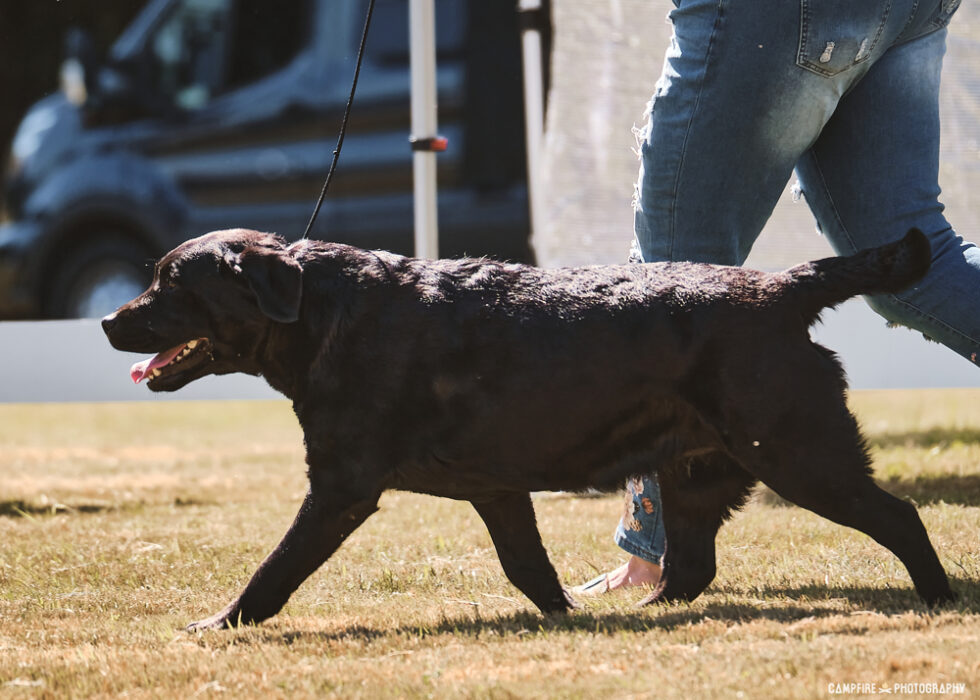 Grey | Skyfire Farms