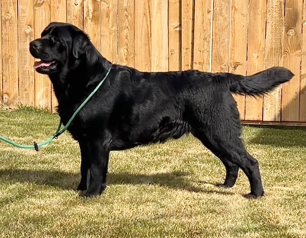 Older Dogs Available | Skyfire Farms