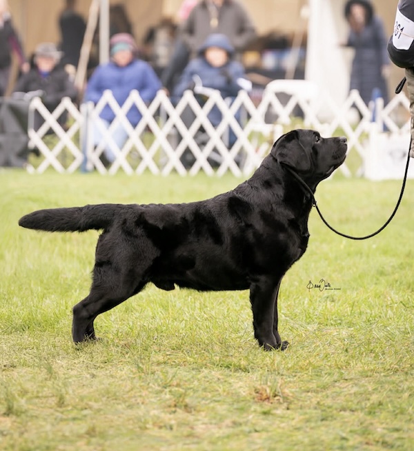 AMPCobradores Stud Dog Auction - Skyfire Farms